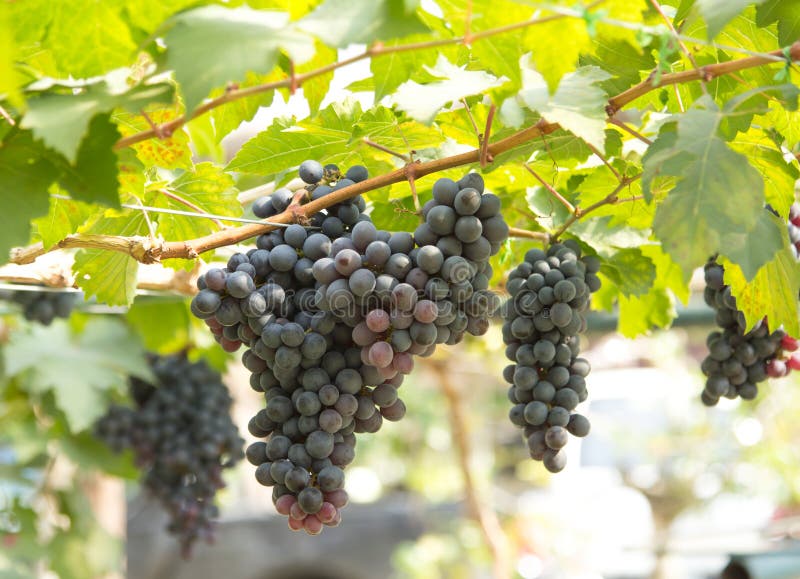 Red Grapes stock image. Image of fruit, leaf, malbec - 48084265