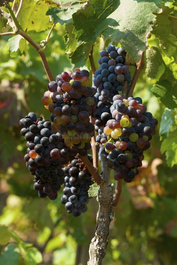 Red Grapes in vineyard stock photo. Image of fruit, vine - 12015664