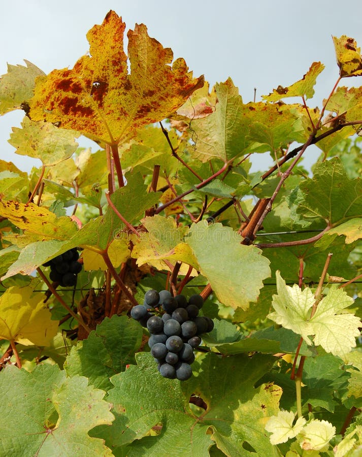 Red grapes in a vineyard stock image. Image of merlot - 1474093