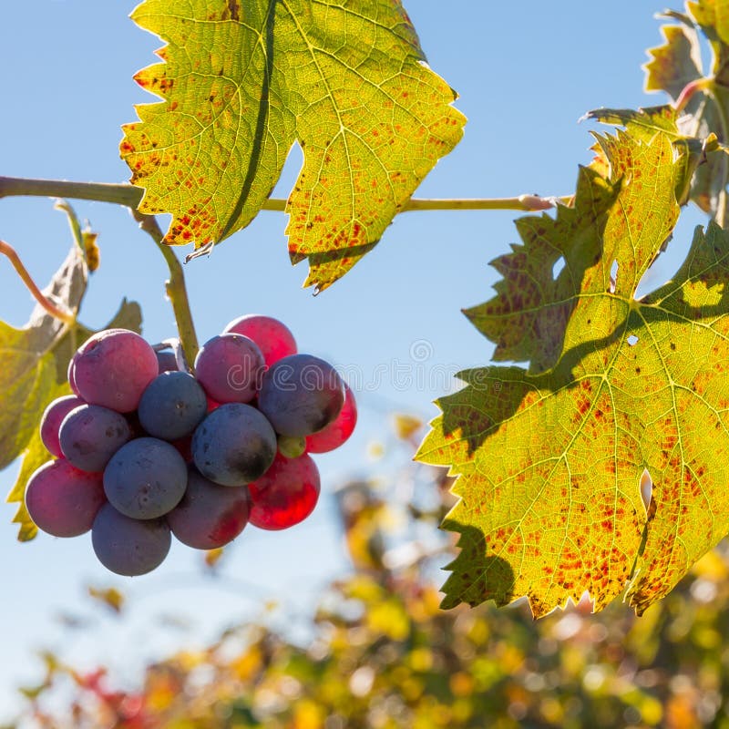 Red grapes stock image. Image of alcohol, kentucky, nature - 47048867