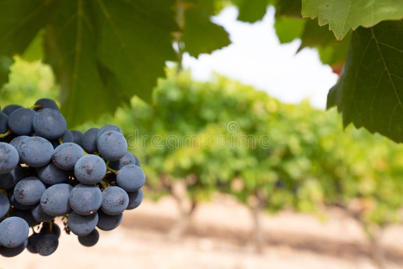 Red Grapes in a Vineyard, La Rioja, Spain Stock Image - Image of plant ...