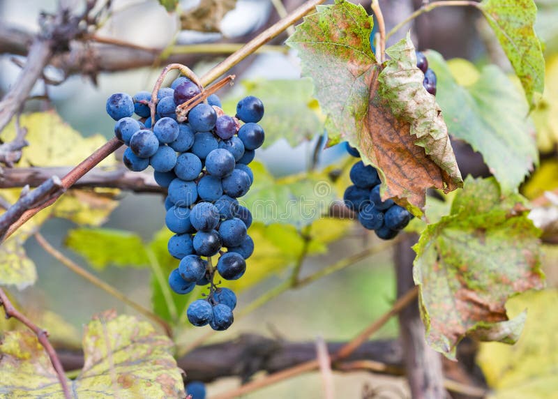 316 Wrinkled Grapes Stock Photos - Free & Royalty-Free Stock Photos ...
