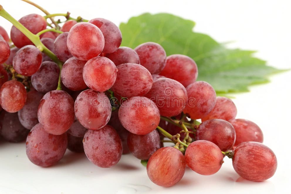 Red Grapes (Vitis Labrusca stock illustration. Illustration of juicy ...