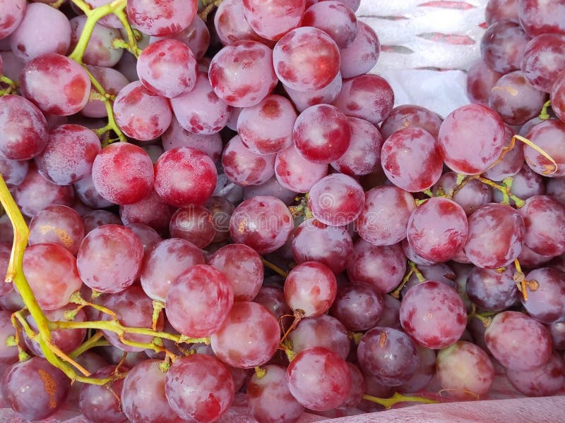 Red Grapes (Vitis Vinifera) Covered in Dew or a White Layer Called ...