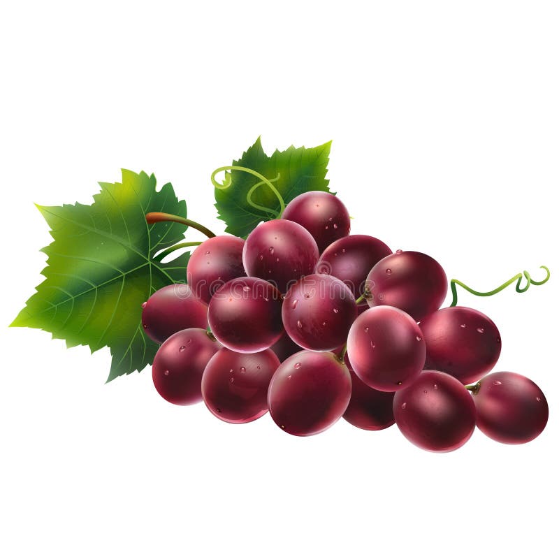 Red Grapes Stock Illustrations – 32,533 Red Grapes Stock Illustrations ...