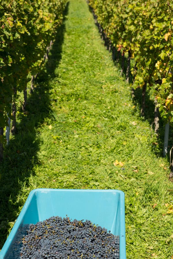 Grapes in container stock photo. Image of droplets, fresh - 26259316