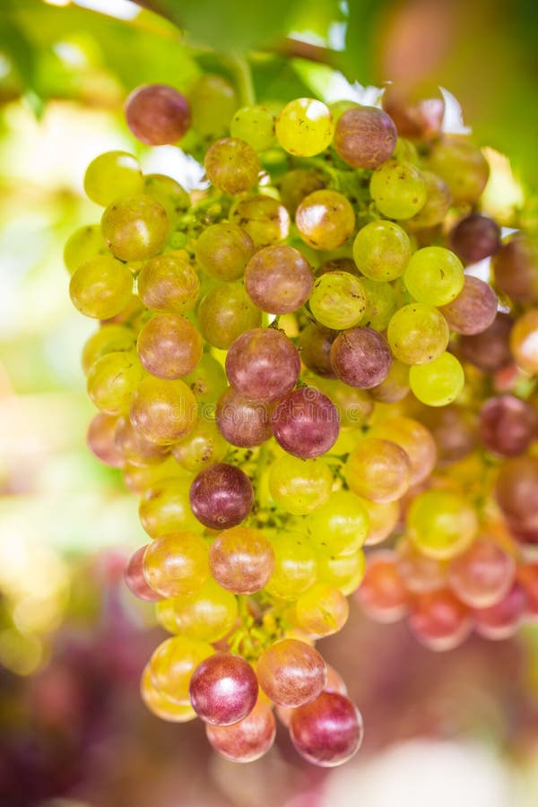 Red Grapes on the Wineyard with Light Stock Image - Image of closeup ...