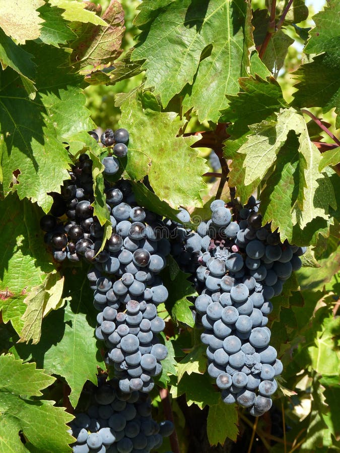 Red Grapevine stock photo. Image of winery, wine, blue - 16944870