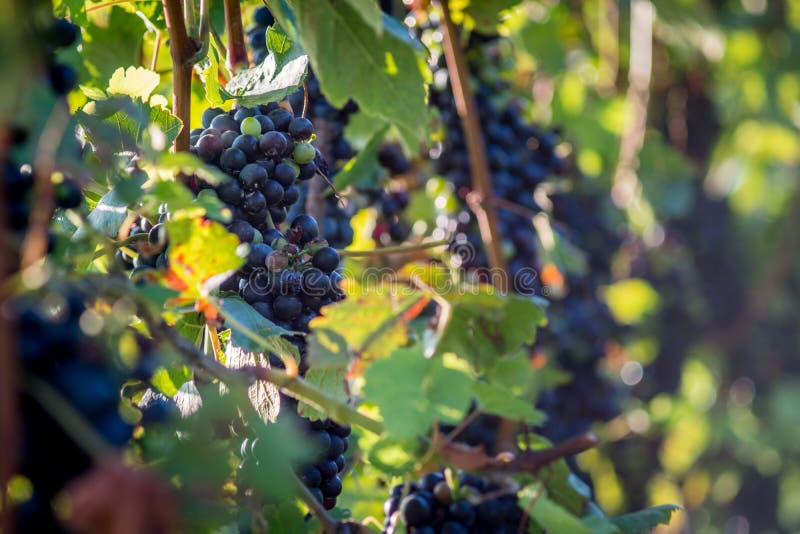 Red Grapevine on Tree with Branches and Leaves Stock Image - Image of ...