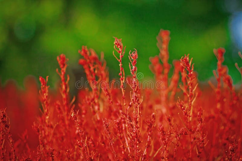 Red grass stock photo. Image of beauty, green, color - 28715868