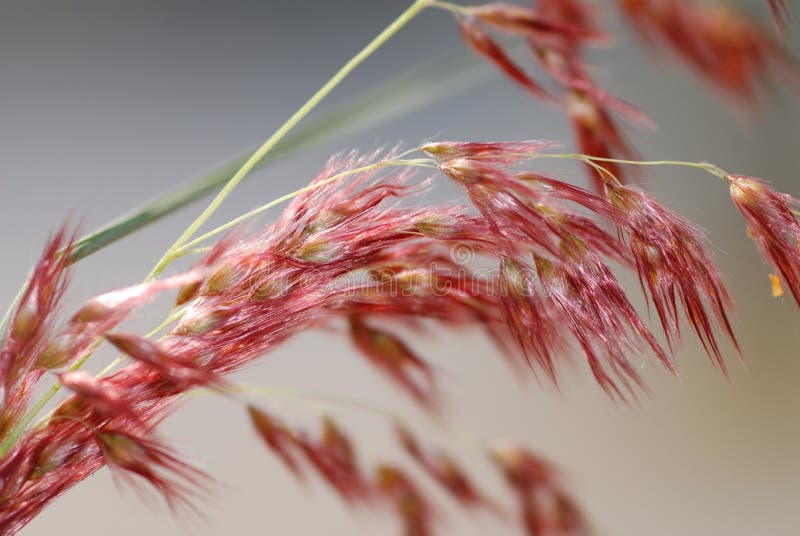 Red grass stock photo. Image of meadow, color, landscape - 43170698
