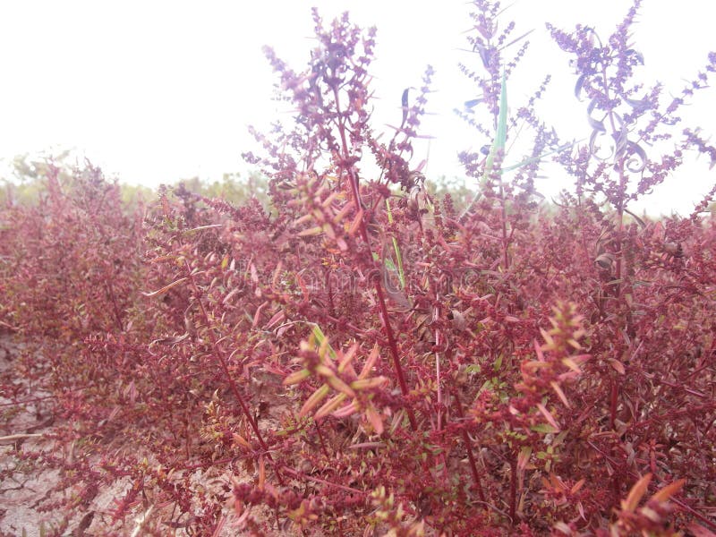 Red grass stock image. Image of blossom, woodland, maple - 207232541