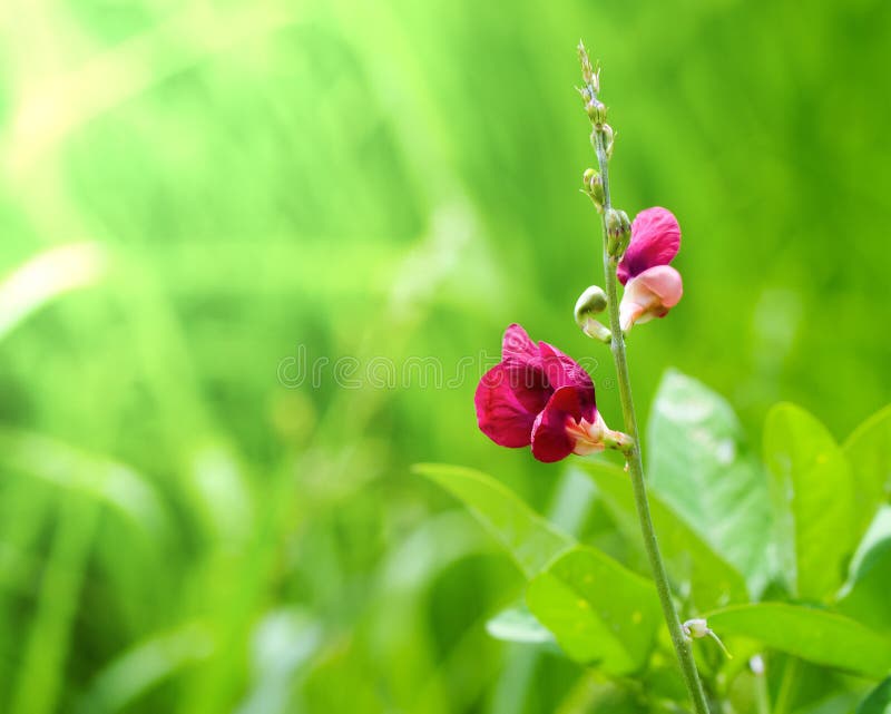 The red grass flower. stock image. Image of flower, farm - 76616299