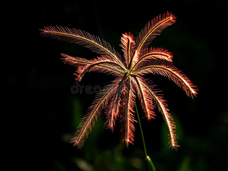 Red Grass Flower Blooming stock photo. Image of background - 258342548