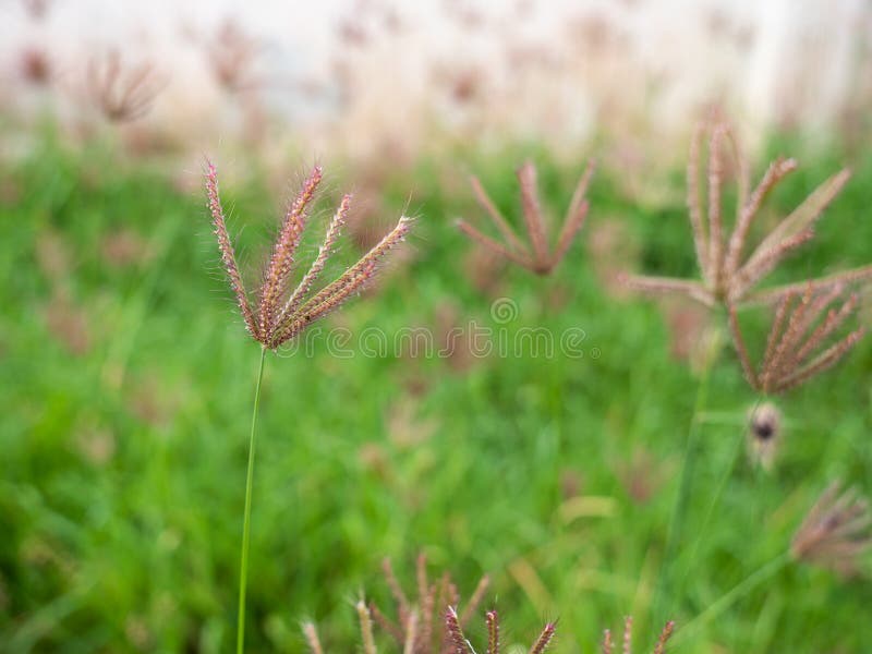 Red Grass Flower Blooming stock image. Image of blur - 258343423