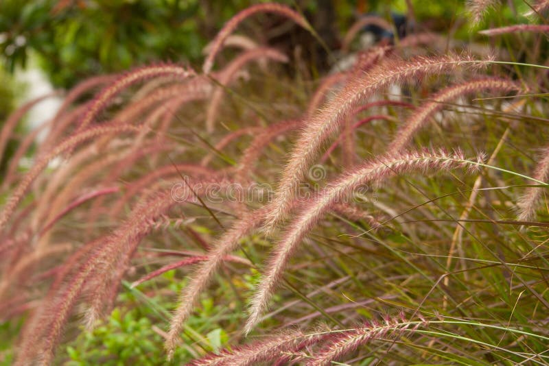 Red grass in garden stock photo. Image of meadow, green - 69298296