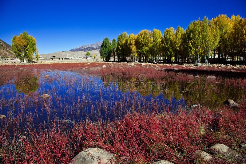 Red grass stock photo. Image of unusual, sport, uneven - 31001704