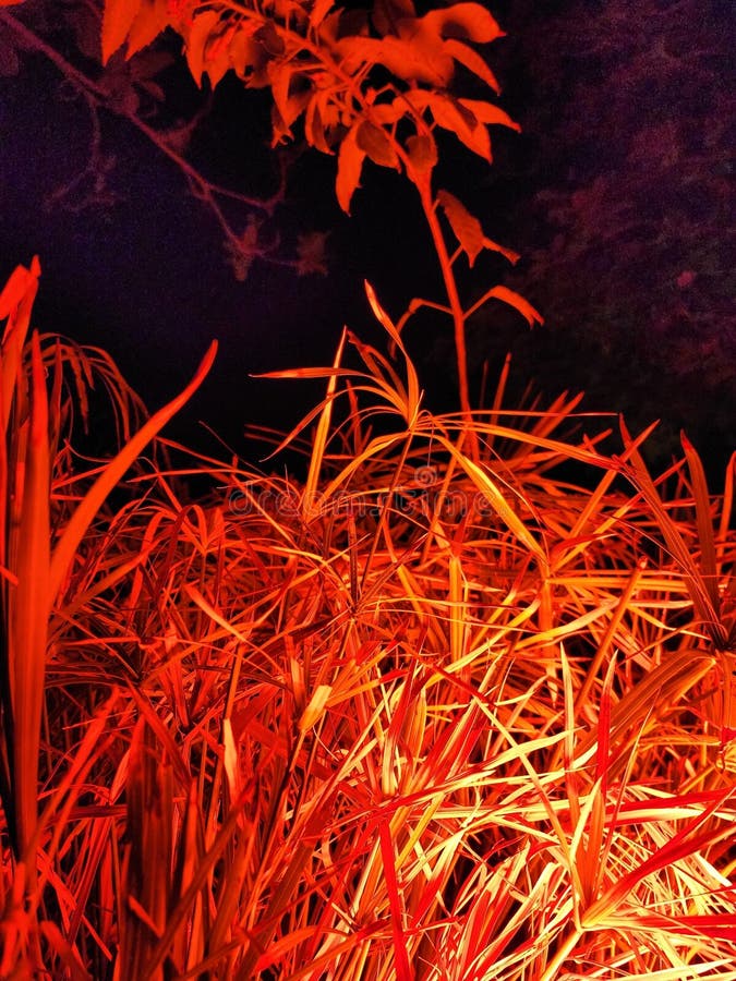 Red Grass and Plants. Beautiful Park Covered at Night Stock Image ...
