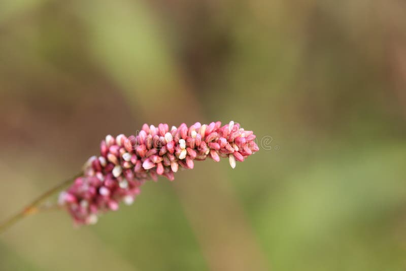 Red grass seed macro stock photo. Image of south, grass - 52094602