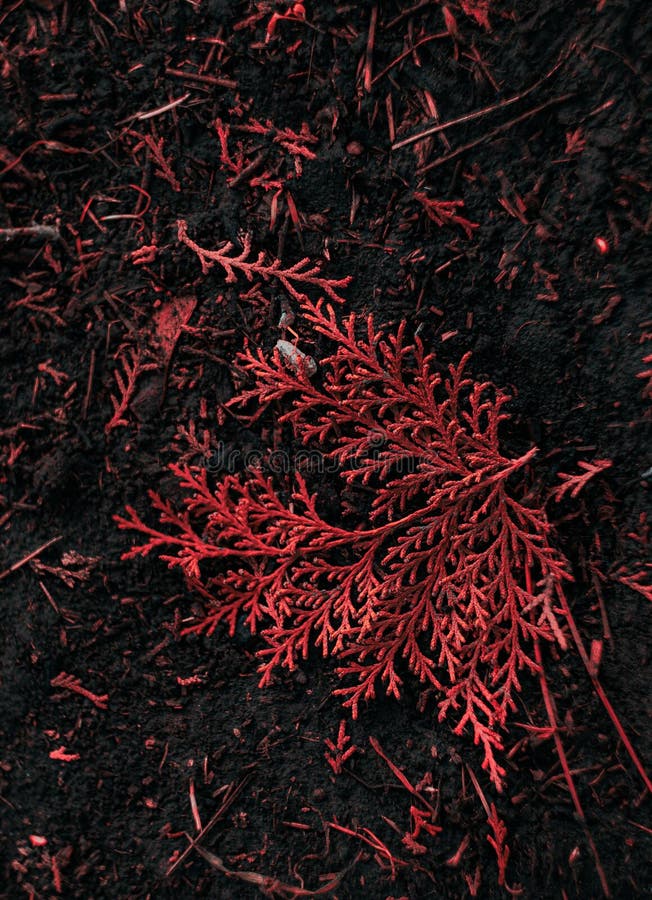 Red Grass Texture, Background, Cypress Leaves Stock Photo - Image of ...