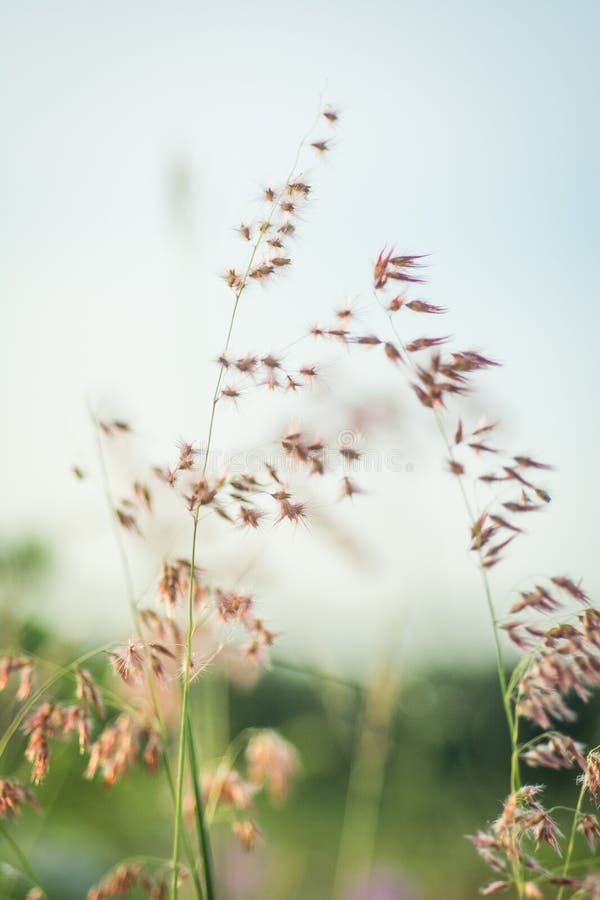 Red grass stock image. Image of field, meadow, light - 39345957