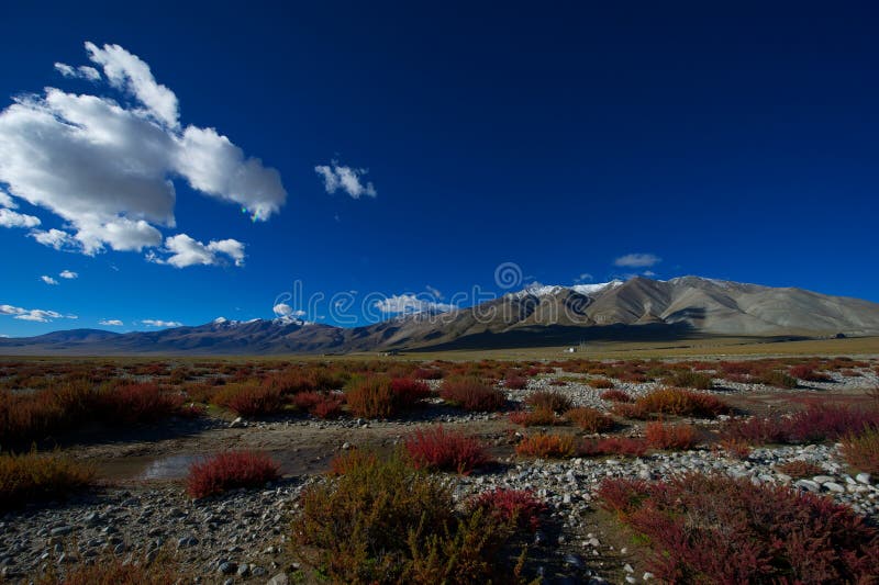 Red Grasses before Snow Mountain Stock Image - Image of cloudy, color ...