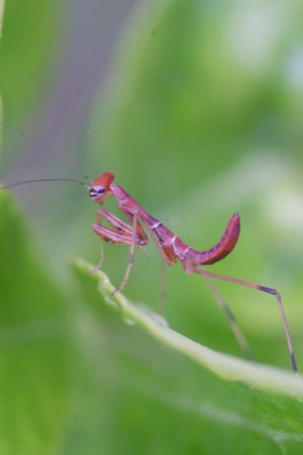 Red Grasshopper on Green Leaves Praying Stock Photo - Image of praying ...