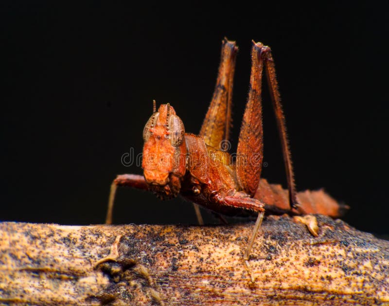 Red grasshopper stock image. Image of crab, roasted, fish - 97412993