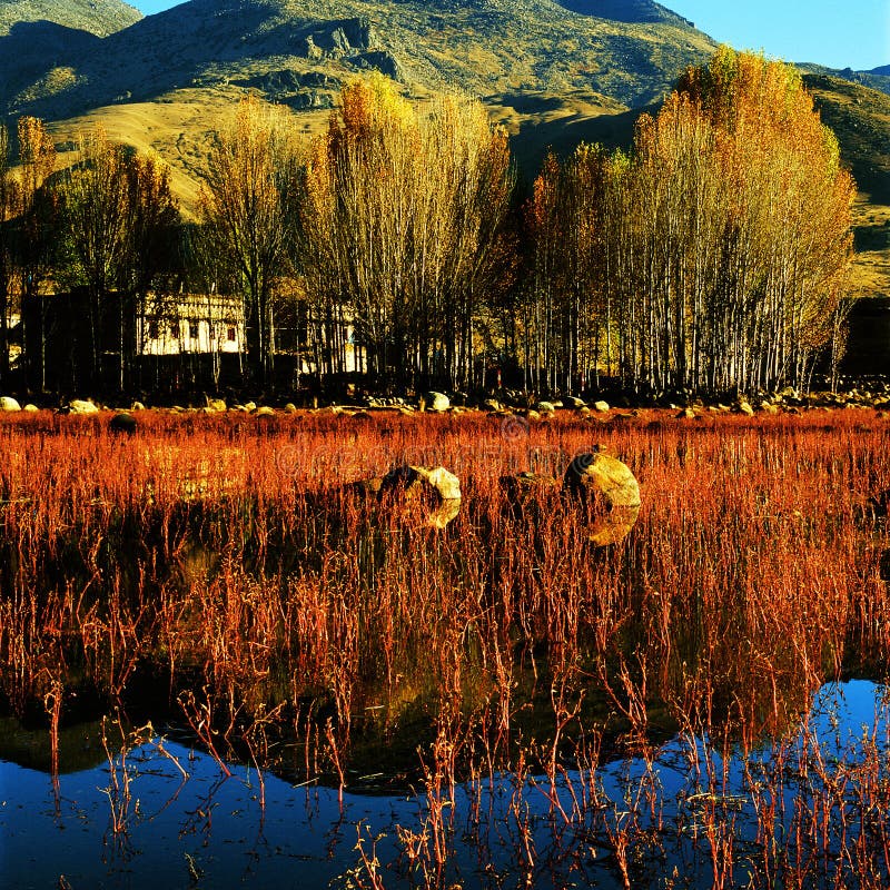 Red grassland stock image. Image of water, autumn, aquatic - 6981493