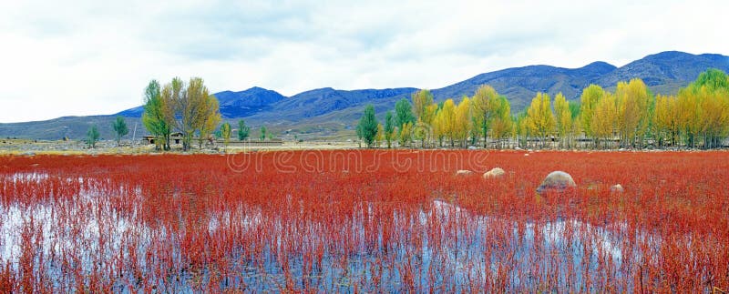 Red grassland panorama stock photo. Image of colors, chinese - 17505526