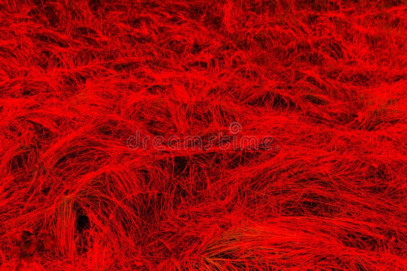 Red Grassy Blurry Abstract Image As Background Stock Image - Image of ...