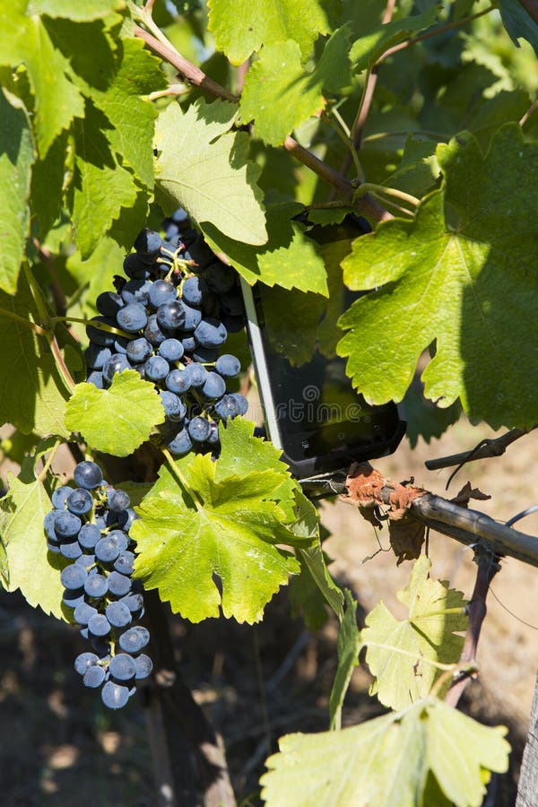 Red grape in a grapevine stock image. Image of vineyard - 175149355
