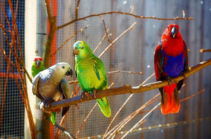 Gray Green Colored Parrots Branch Stock Photos - Free & Royalty-Free ...