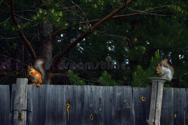 Red Gray Squirrels Sits Fence Eats Nuts Stock Photos - Free & Royalty ...