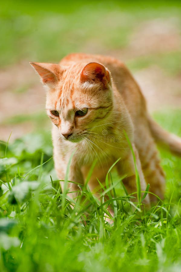Red Greek Stray Cat in Nature Stock Photo - Image of alley, stray: 18349730