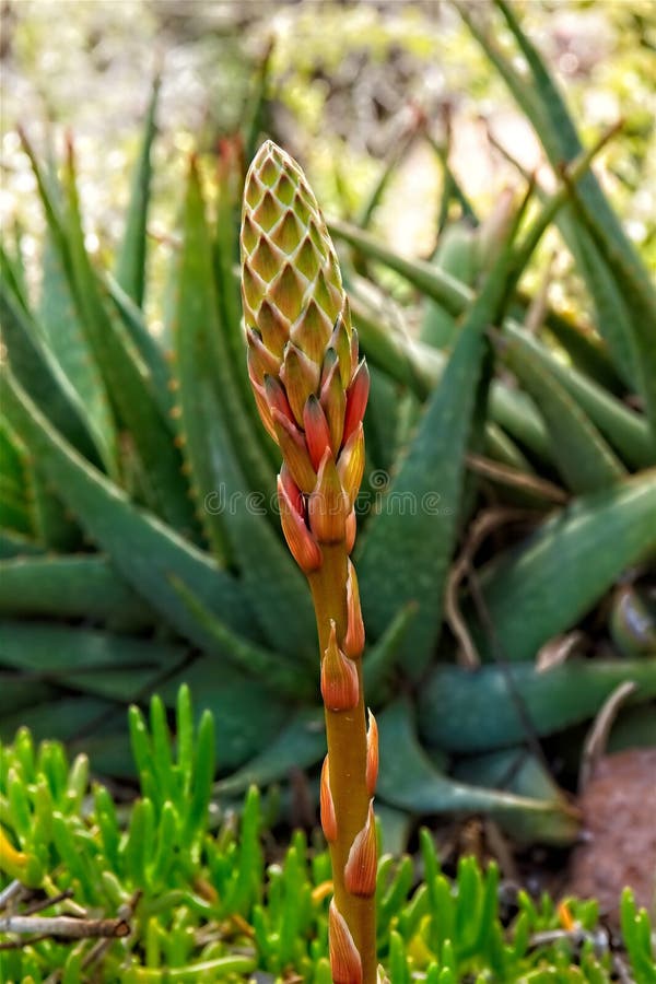 Aloe Flower Getting Ready To Bloom. Stock Photo - Image of blossom ...