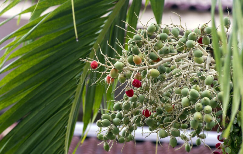 1,610 Betel Nut Areca Nut Tree Stock Photos - Free & Royalty-Free Stock ...