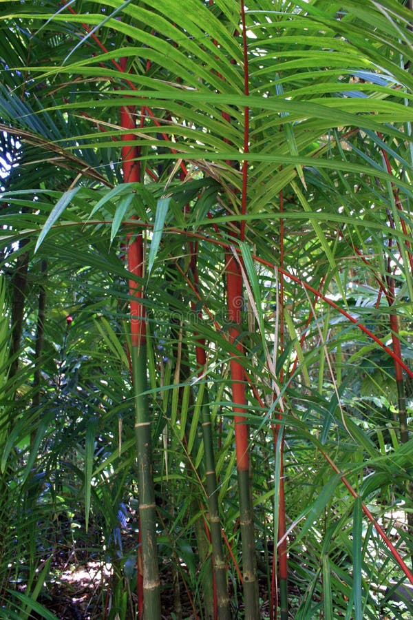 Bamboo Growing Along a Road Stock Image - Image of growing, species ...