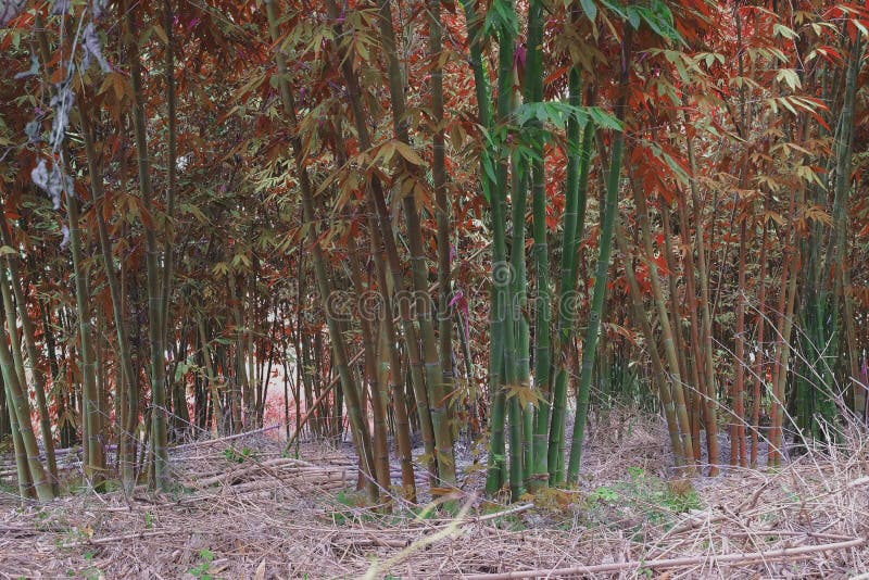 Red and Green Bamboo Tree on Forest Stock Photo - Image of abstract ...