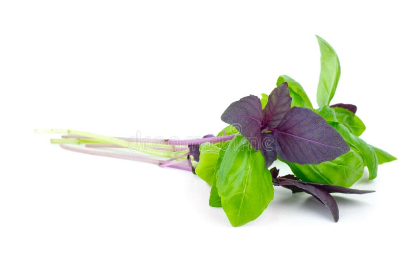 Bunch of red basil stock image. Image of vegetarian, herb - 21555459