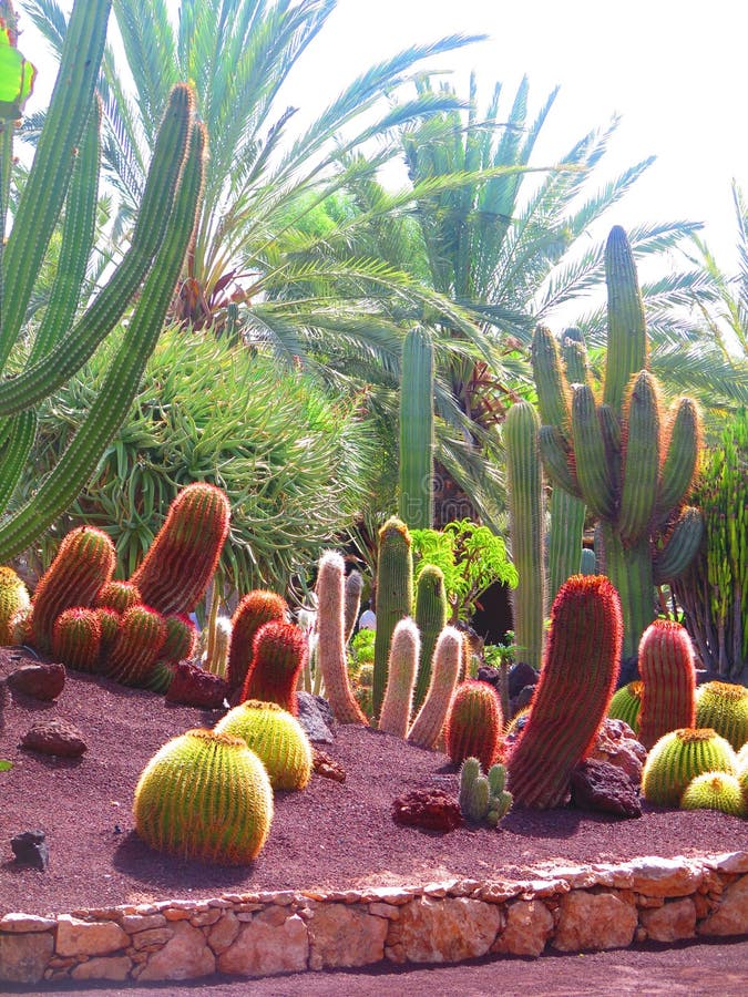 Red and green cacti stock image. Image of summer, desert - 110031209