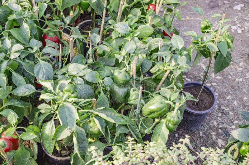 Red and Green Capsicum Plants Stock Image - Image of food, organic ...