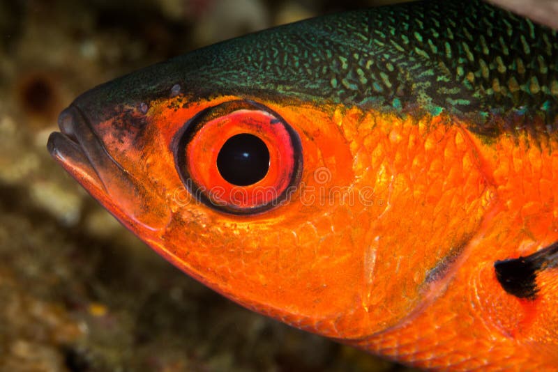 Red and Green Cardinal Fish Stock Image - Image of sealife, leisure ...