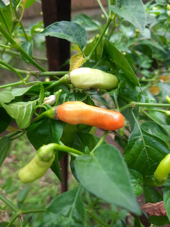 Red and green chilli stock image. Image of finger, chilli - 215716911