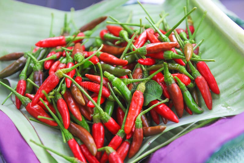 Red and Green Chilli Bunch. Stock Image - Image of group, chili: 131065251