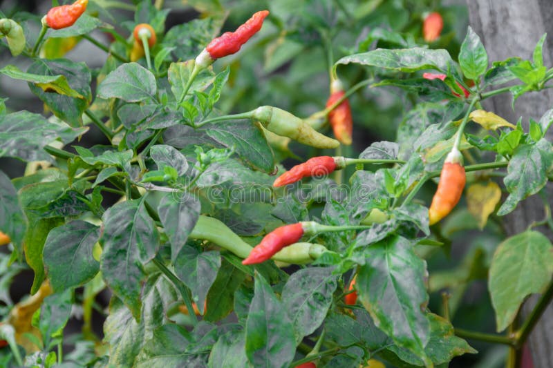 Red and Green Chilli Grows in the Garden Stock Photo - Image of ...