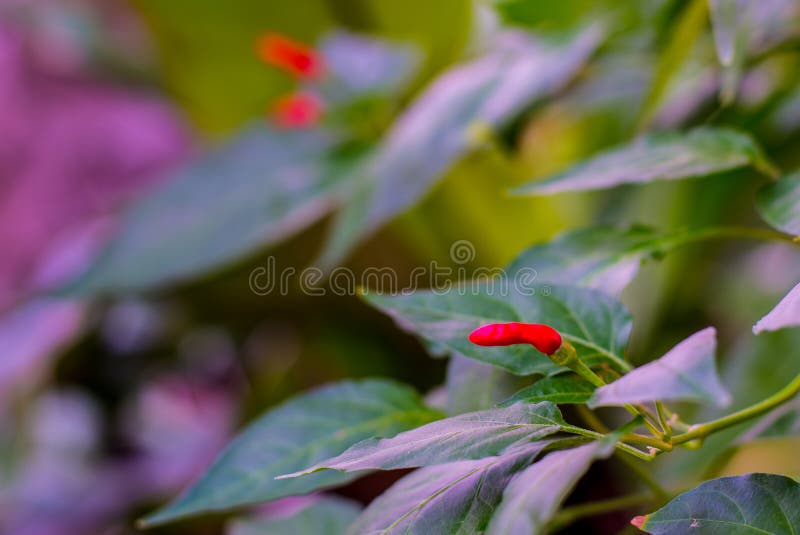 Chilli Pepper Tree in the Garden Stock Image - Image of fresh, spicy ...