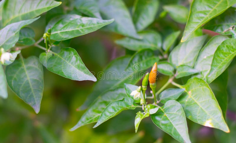 Chilli Pepper Tree in the Garden Stock Photo - Image of healthy ...