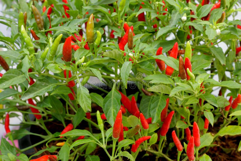 Red and Green Chilli Plant stock image. Image of pepper - 39625065