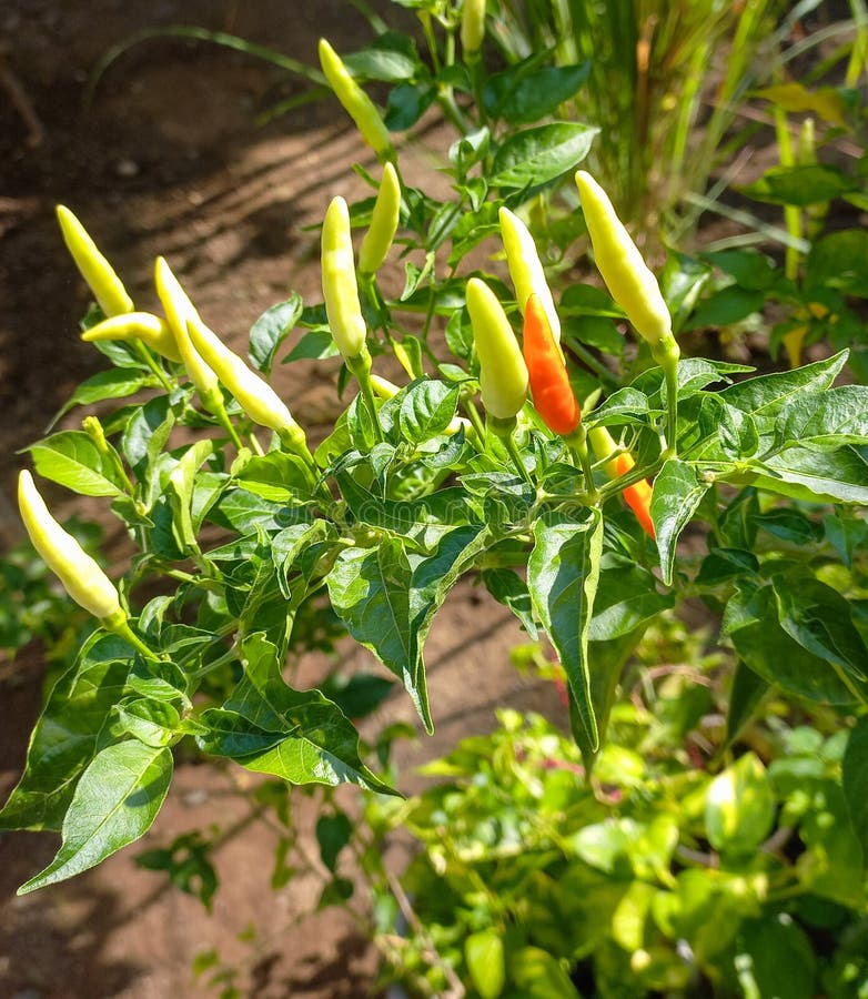 Red and Green Chilli Tree in the Garden Stock Photo - Image of shrub ...